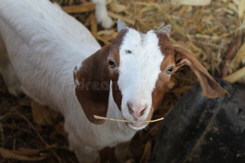 It is Extremely Grateful Races Stock Photo - Image of breeding, animals ...