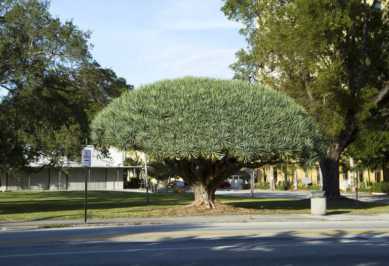 Extremely Large Dragon Tree Growing in an Urban Setting Stock Photo ...