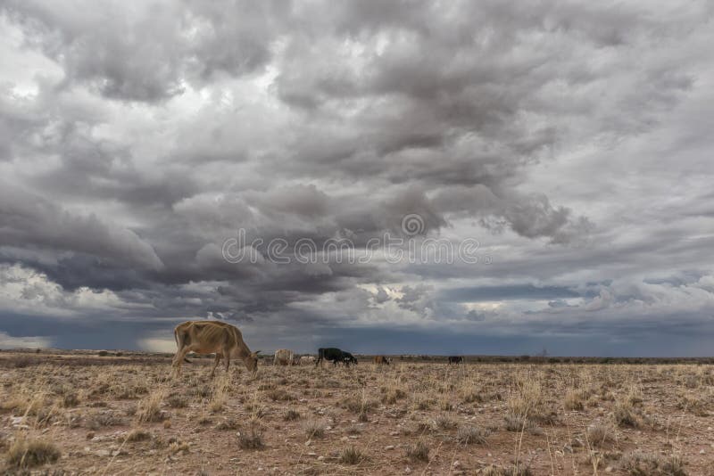 An Extremely Lean Cow Grazing in the Namibia Desert. Stock Photo ...