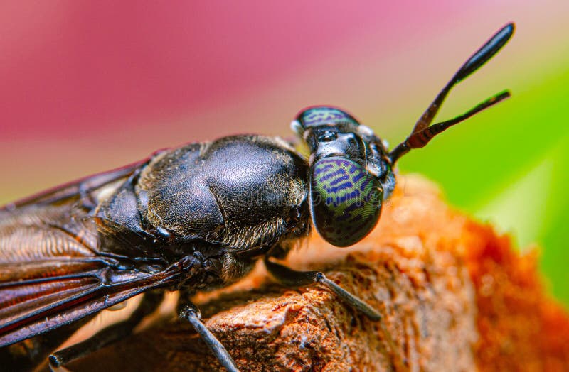 Extremely Magnification Close-up Face of a Black Soldier Fly - MEET the ...