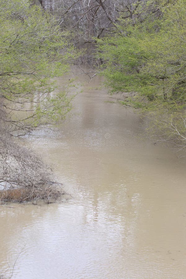 Muddy River in Forest stock photo. Image of america - 135531860