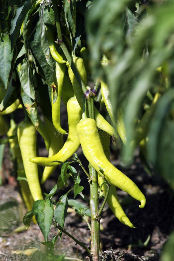 Extremely Pointed Sweet Pepper on a Vegetable Shaft Stock Photo - Image ...