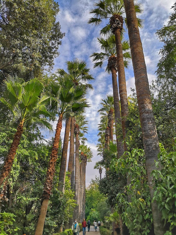 Extremely tall palm trees editorial photography. Image of tree - 237799392
