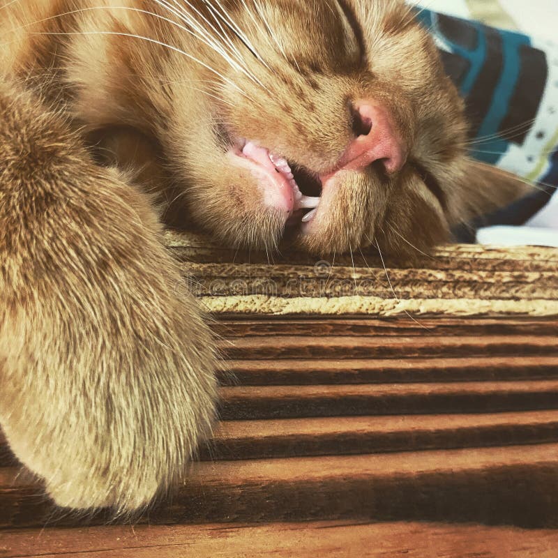 Tired Kitty stock photo. Image of blue, lazy, haired - 21120342