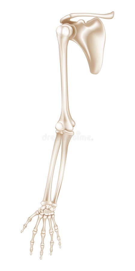 Extremidad superior ilustración del vector. Ilustración de extremidad ...