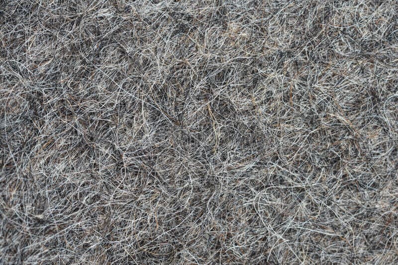 Extruded Hair Felt Closeup Background Texture. Sheep Wool for Felt ...