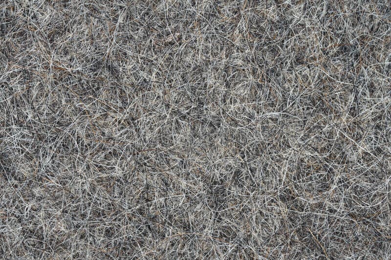 Extruded Hair Felt Closeup Background Texture. Sheep Wool for Felt ...