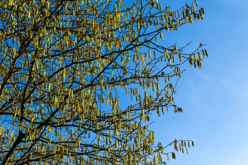 Exuberant Flowering of the Hazel in Early Spring, a Typical Wind ...