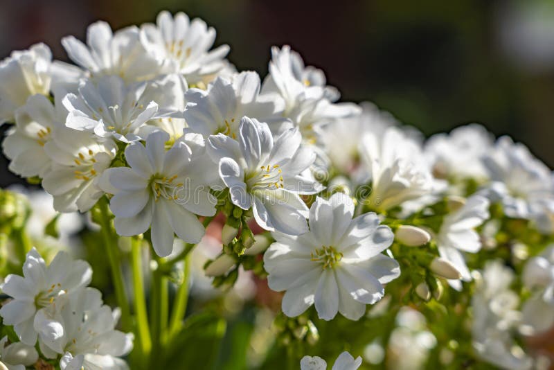 This Exuberant White Flowering Succulent is a True Summer Spectacle ...