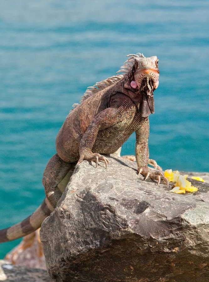 Exuma Iguana in St. Thomas, Caribbean Stock Image - Image of tropical ...