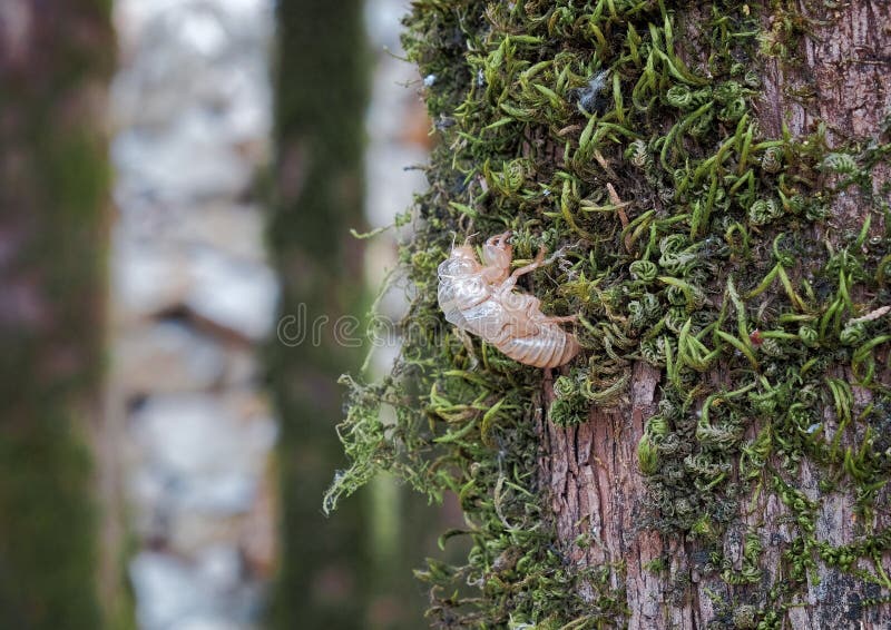 Exuvia of Cicada, Montenegro Stock Image - Image of ecdysis ...