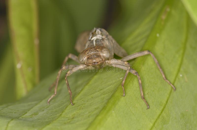 Exuvia of Dragonfly Aeshna Cyanea Stock Photo - Image of exuvia ...