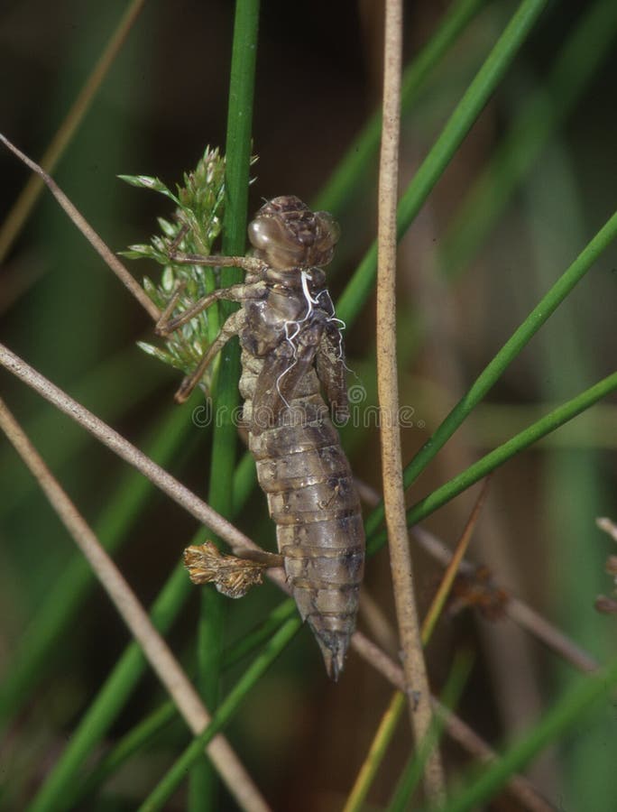 Exuvia of a dragonfly stock photo. Image of blade, insekten - 194438304