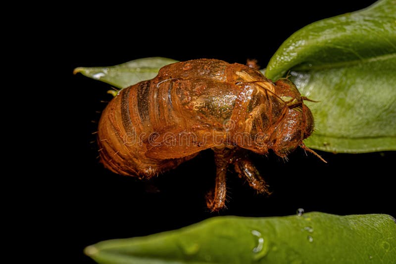 Exuvia of Typical Cicada stock image. Image of metamorphose - 258932935