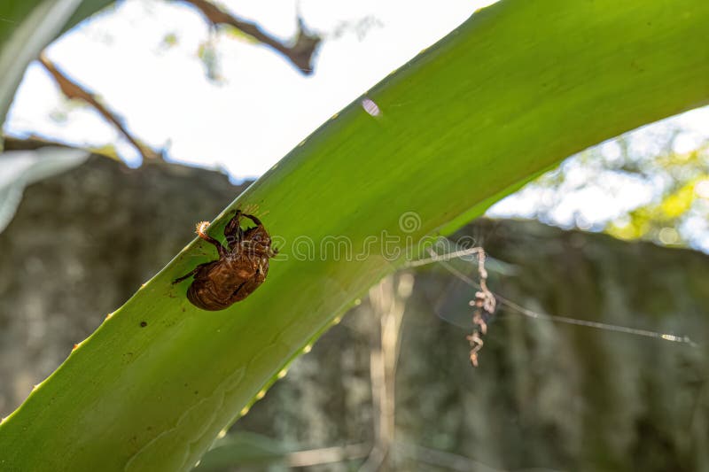 Exuvia of Typical Cicada stock photo. Image of metamorphosis - 315946396