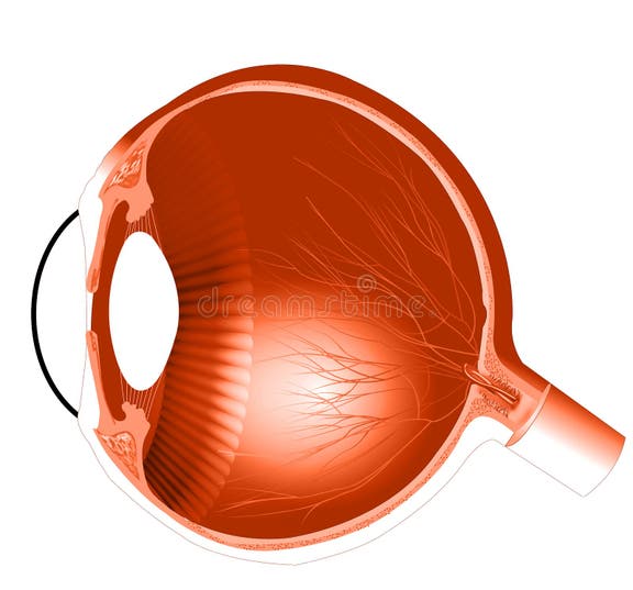 Eye Anatomy Rods Cones Stock Illustrations – 19 Eye Anatomy Rods Cones ...