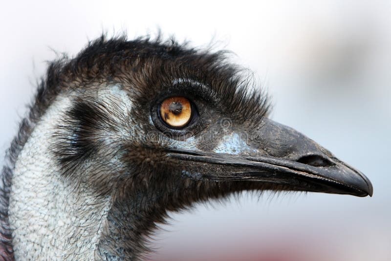 3,487 Emu Eye Photos - Free & Royalty-Free Stock Photos from Dreamstime