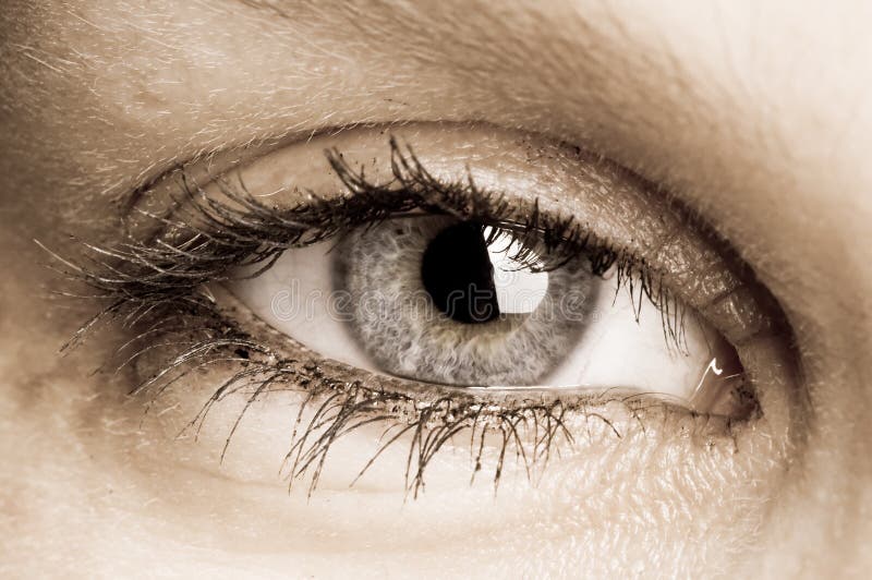 Staring eye stock image. Image of closeup, close, sight - 7684075