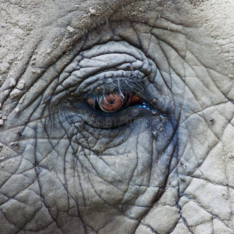 Eye of African Elephant stock image. Image of natural - 19716495