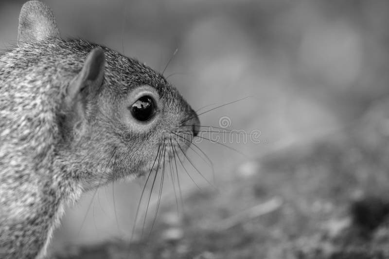 The Eye of an Alert Squirrel. Stock Photo - Image of squirrel, staring ...