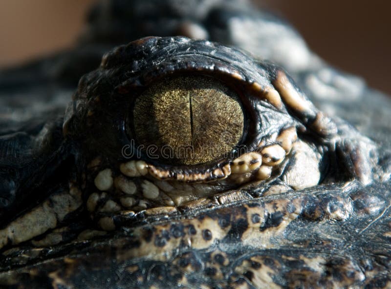 Close-Up Alligator Face 2 stock image. Image of alligator - 2162449