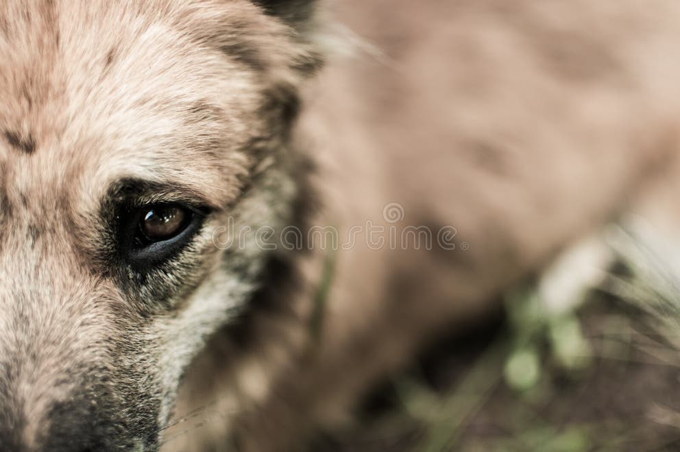 Eye of alone dog. stock image. Image of environment, closeup - 37851983