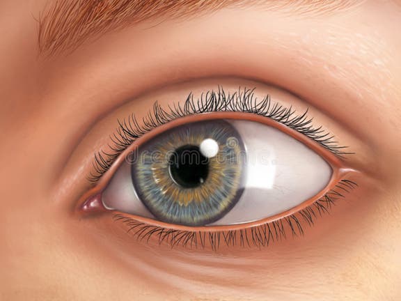 Human Eye External Anatomy Stock Illustrations – 106 Human Eye External ...