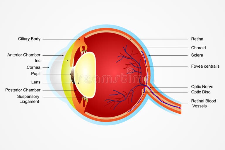 Eye Anatomy Icon Stock Illustrations – 16,252 Eye Anatomy Icon Stock ...