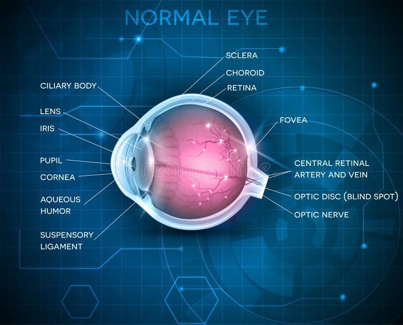 Human Normal Eye Stock Illustrations – 379 Human Normal Eye Stock ...
