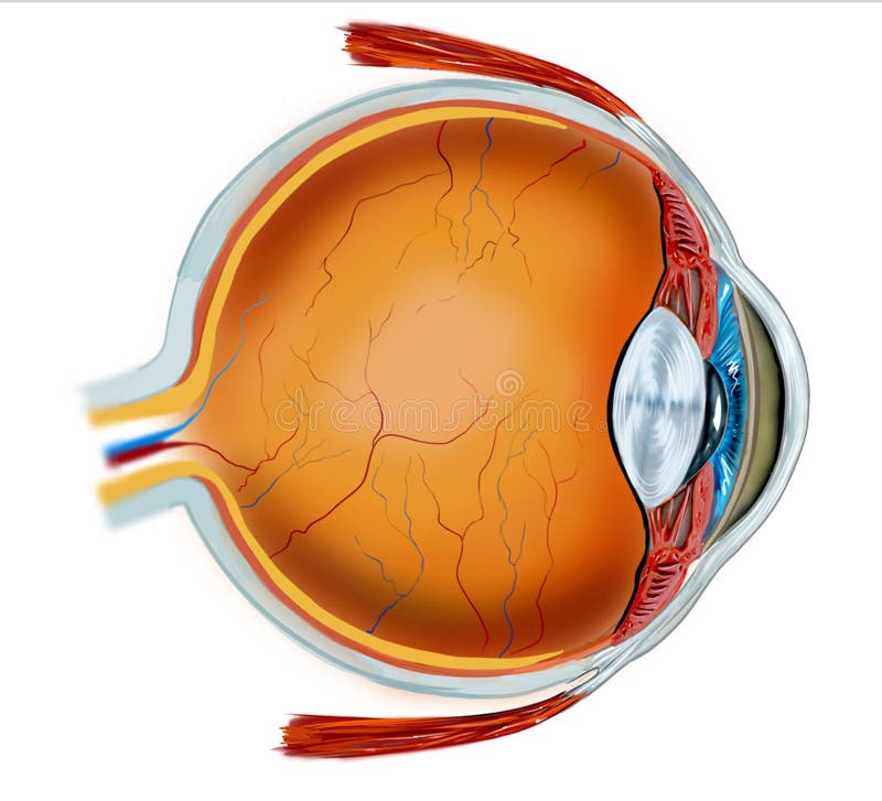 Anatomy of the Eye stock vector. Illustration of biology - 24992479