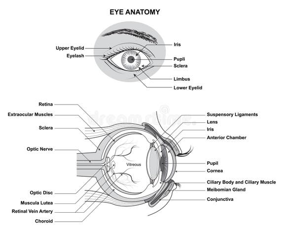 Eye Anatomy. Anatomy of the Human Eye. Structure and Function of the ...