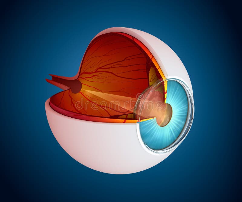 Eye Anatomy - Inner Structure and Front View Stock Illustration ...
