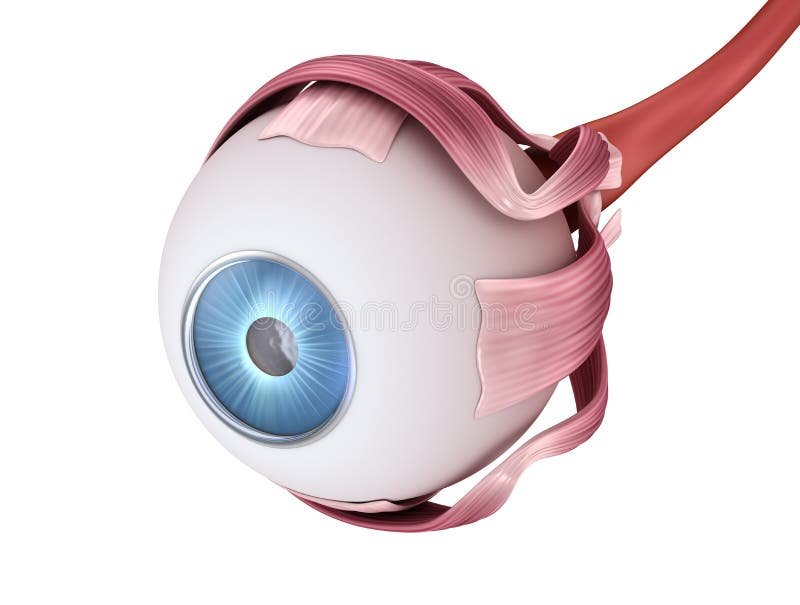 Eye Anatomy - Inner Structure Stock Illustration - Illustration of ...