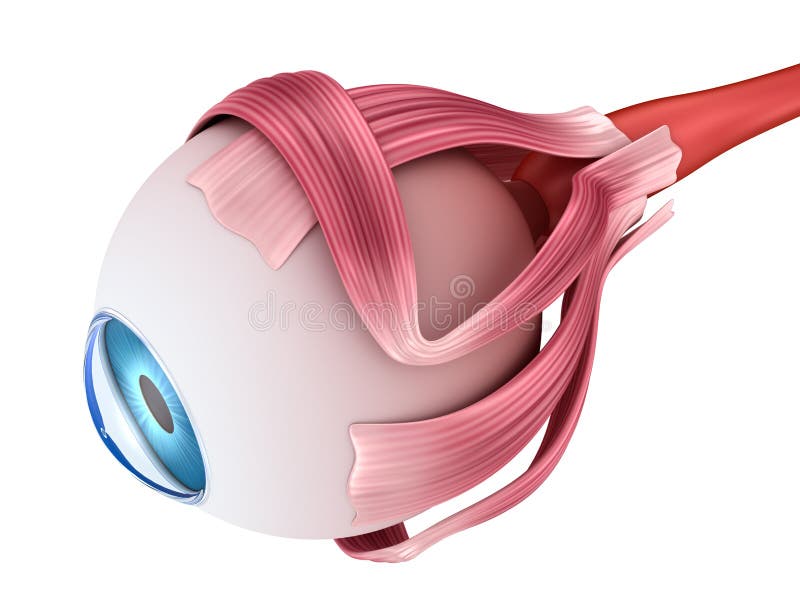 Eye Anatomy - Inner Structure Stock Illustration - Illustration of ...