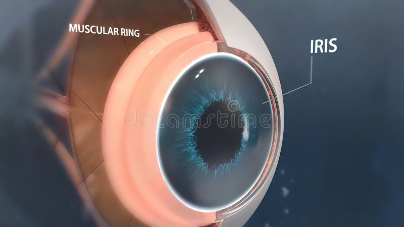 Eye Anatomy - Internal Structure, Medically Accurate Stock Illustration ...