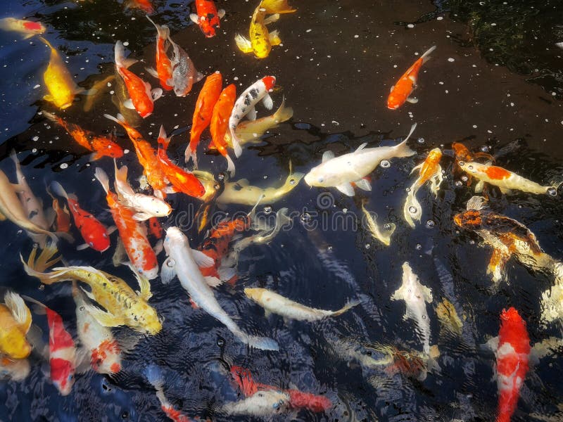 Close up of koi fish stock photo. Image of soft, happy - 226576070