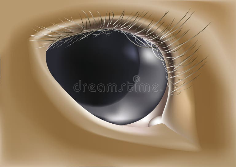 Eyelash Animal Stock Illustrations – 2,134 Eyelash Animal Stock ...