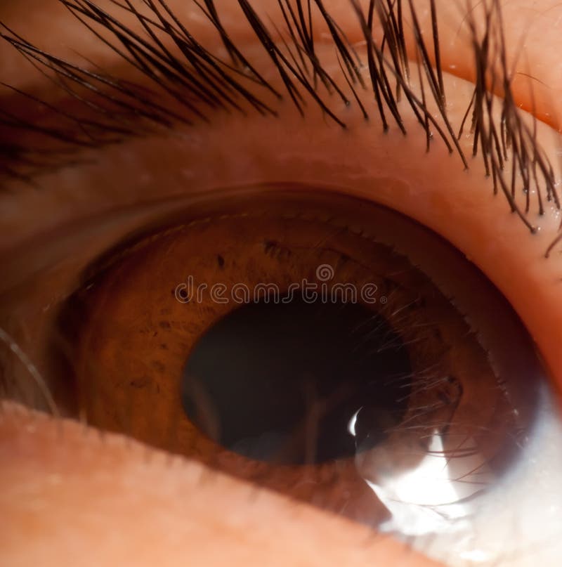 Eye ball stock photo. Image of look, female, color, makeup - 20389532