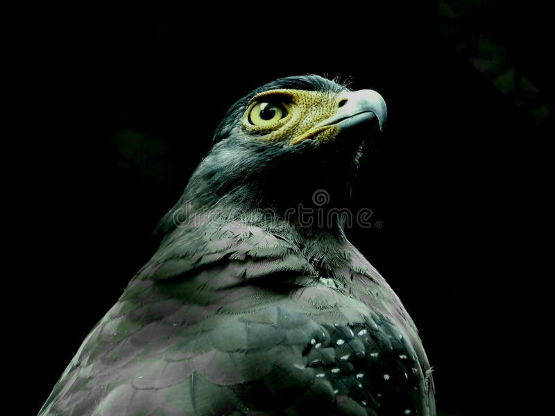 Eye, Beak, and Half Body of Bird, Looking Up Expression Stock Photo ...