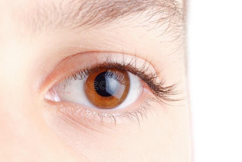 Eye with Beautiful Long Lashes, Brown, Macro. Stock Image - Image of ...