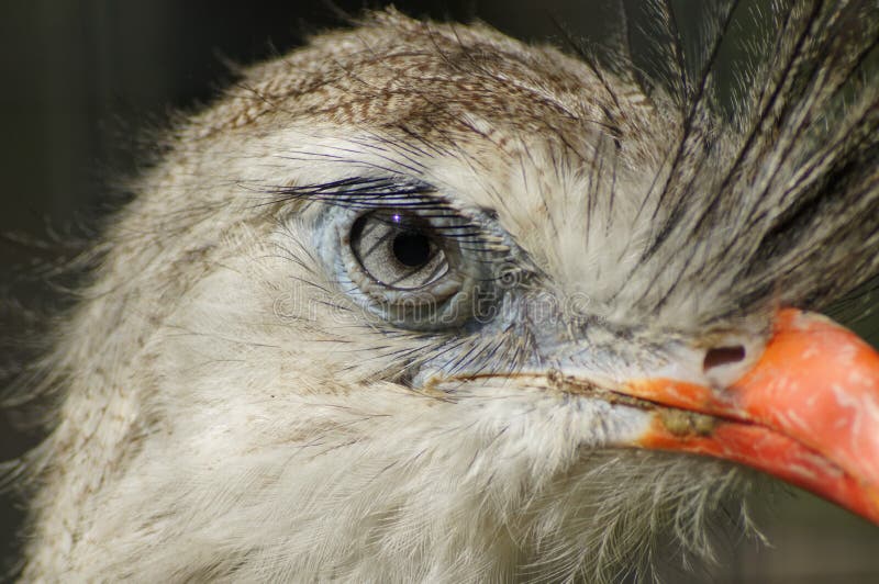 Eye of bird stock photo. Image of nice, special, interesting - 52657162