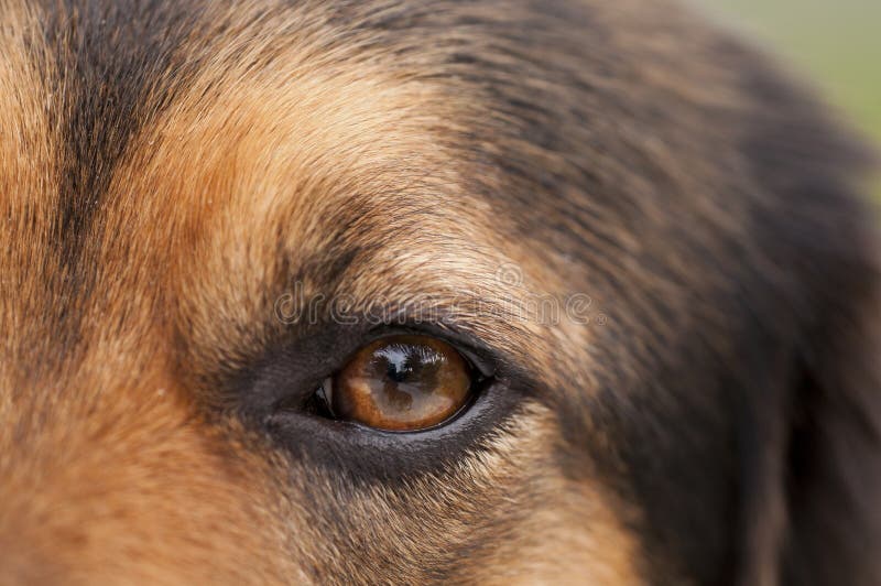 Eye of a Black and Brown Dog Stock Photo - Image of affectionate ...