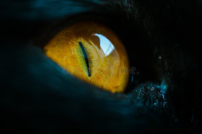 Eye of a black cat stock image. Image of eyelash, iris - 232646325
