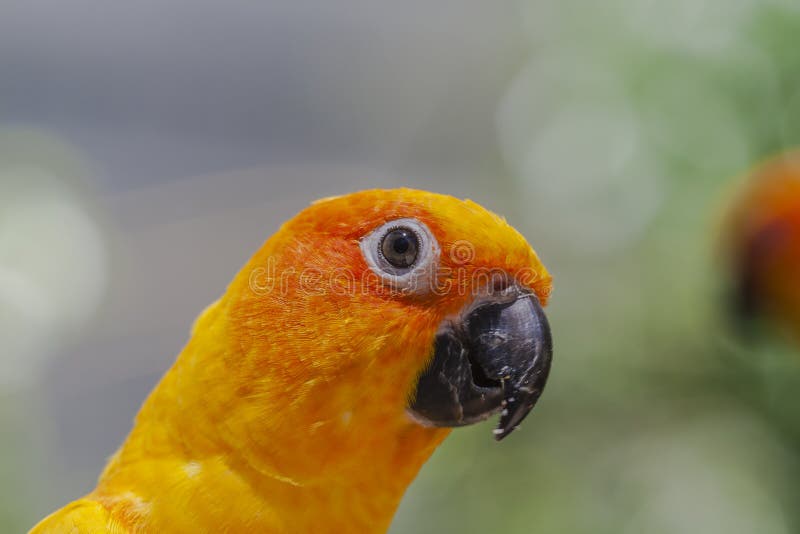 Eye Budgie Bird stock photo. Image of head, yellow, outdoors - 28280220