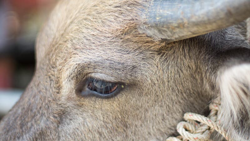 Eye Buffalo Stock Photos - Download 2,160 Royalty Free Photos