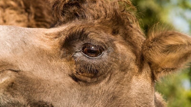 Eye of a camel stock photo. Image of summer, macro, asia - 194553264