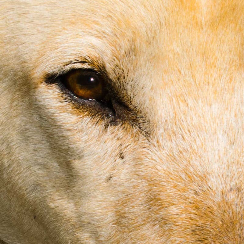 Dog eye closeup stock photo. Image of canine, animal, dogs - 5897138