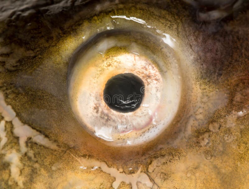 Eye Carp As a Background. Macro Stock Photo - Image of tail, nature ...