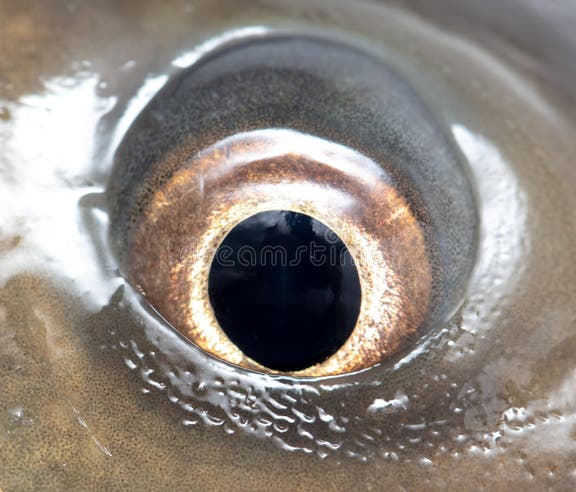 The Eye of a Carp Fish As a Background Stock Photo - Image of macro ...
