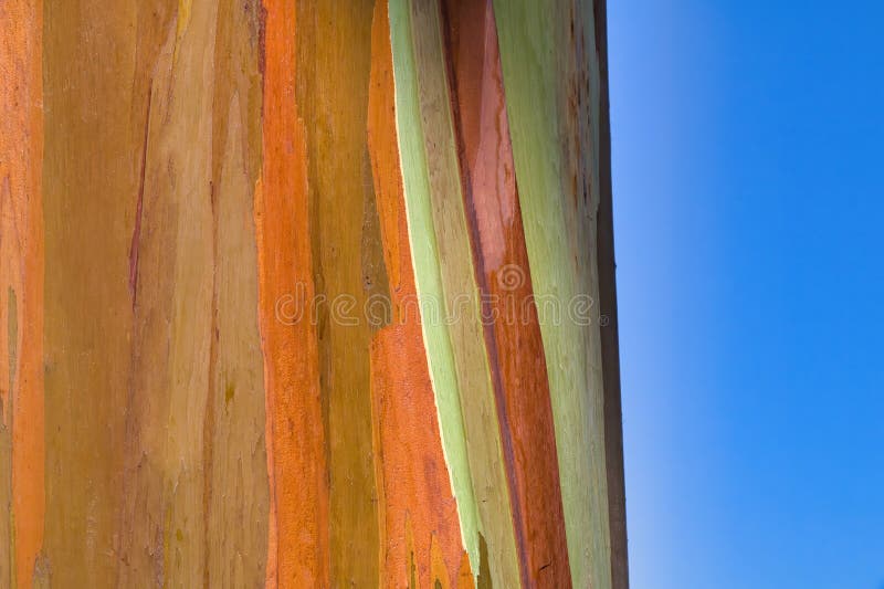 Close Up Section of Rainbow Eucalyptus Tree Trunk. Stock Photo - Image ...